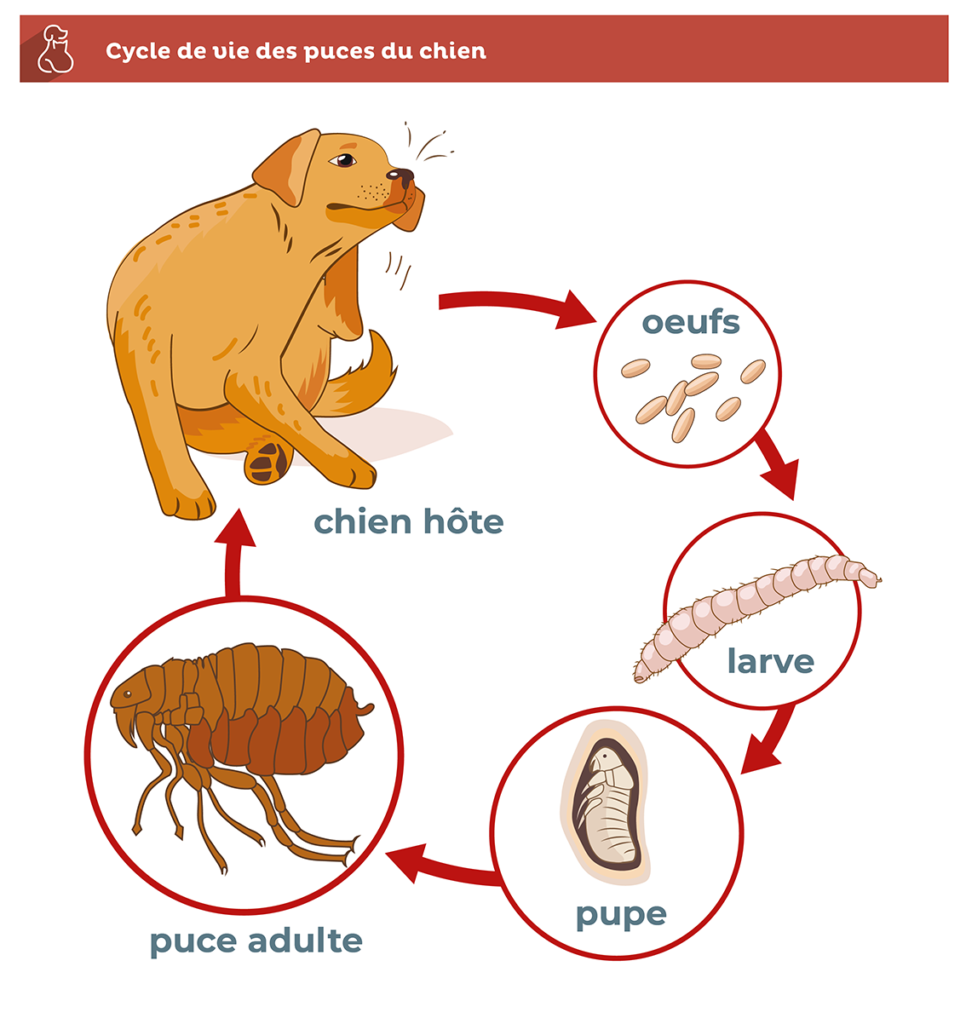 Les puces du chien (définition, espèces, prévalence régionale, risque ...