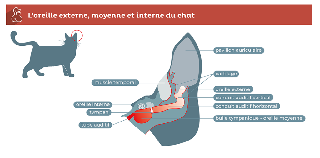 Les otites chez le chat - Clément Thékan