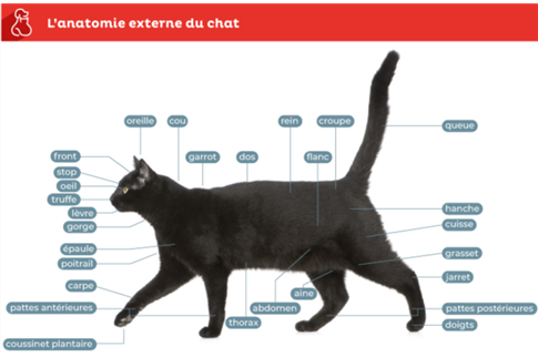 Morphologie et physiologie du chat - Clément Thékan